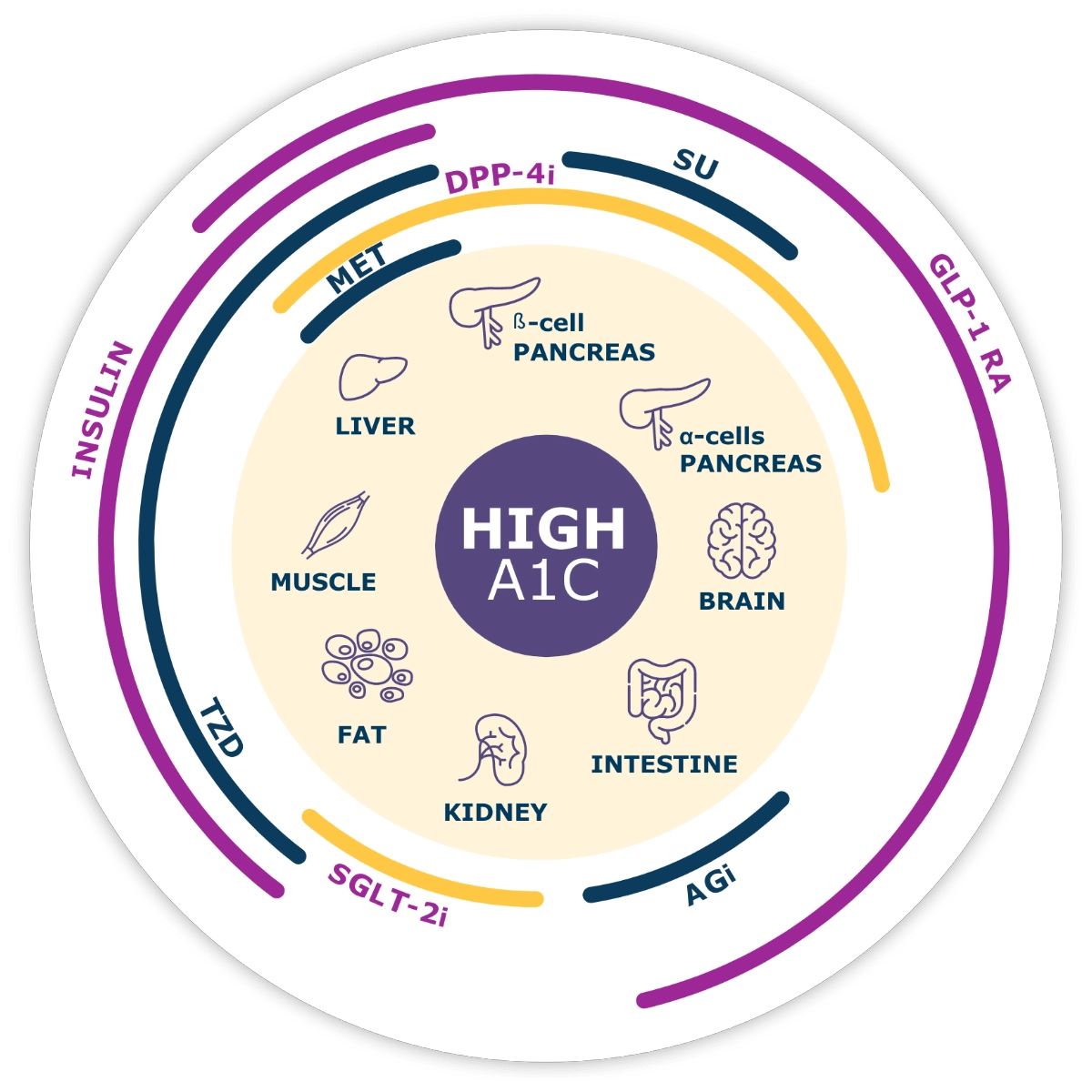 Discover SOLIQUA 100/33 for Type 2 Diabetes Adult Patients | SOLIQUA ...