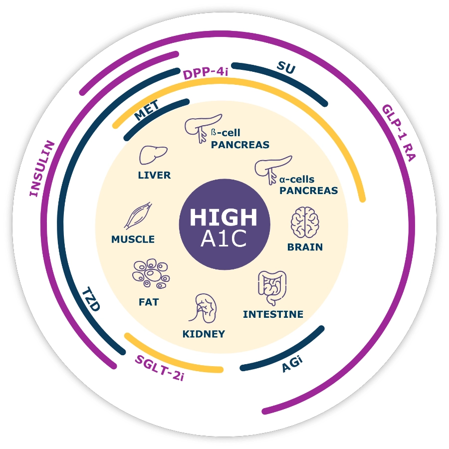 Discover SOLIQUA 100/33 for Type 2 Diabetes Adult Patients | SOLIQUA ...